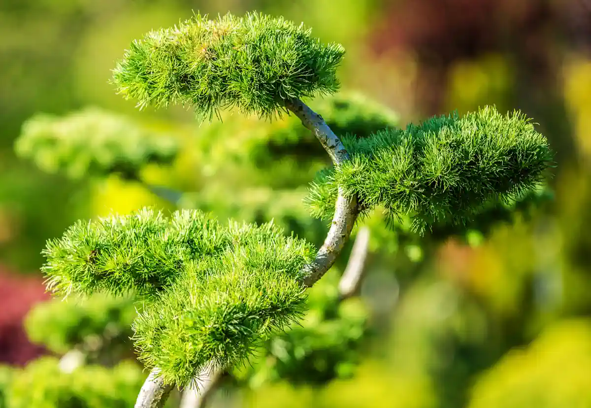 Plante japonisante : lesquelles choisir pour un jardin zen réussi