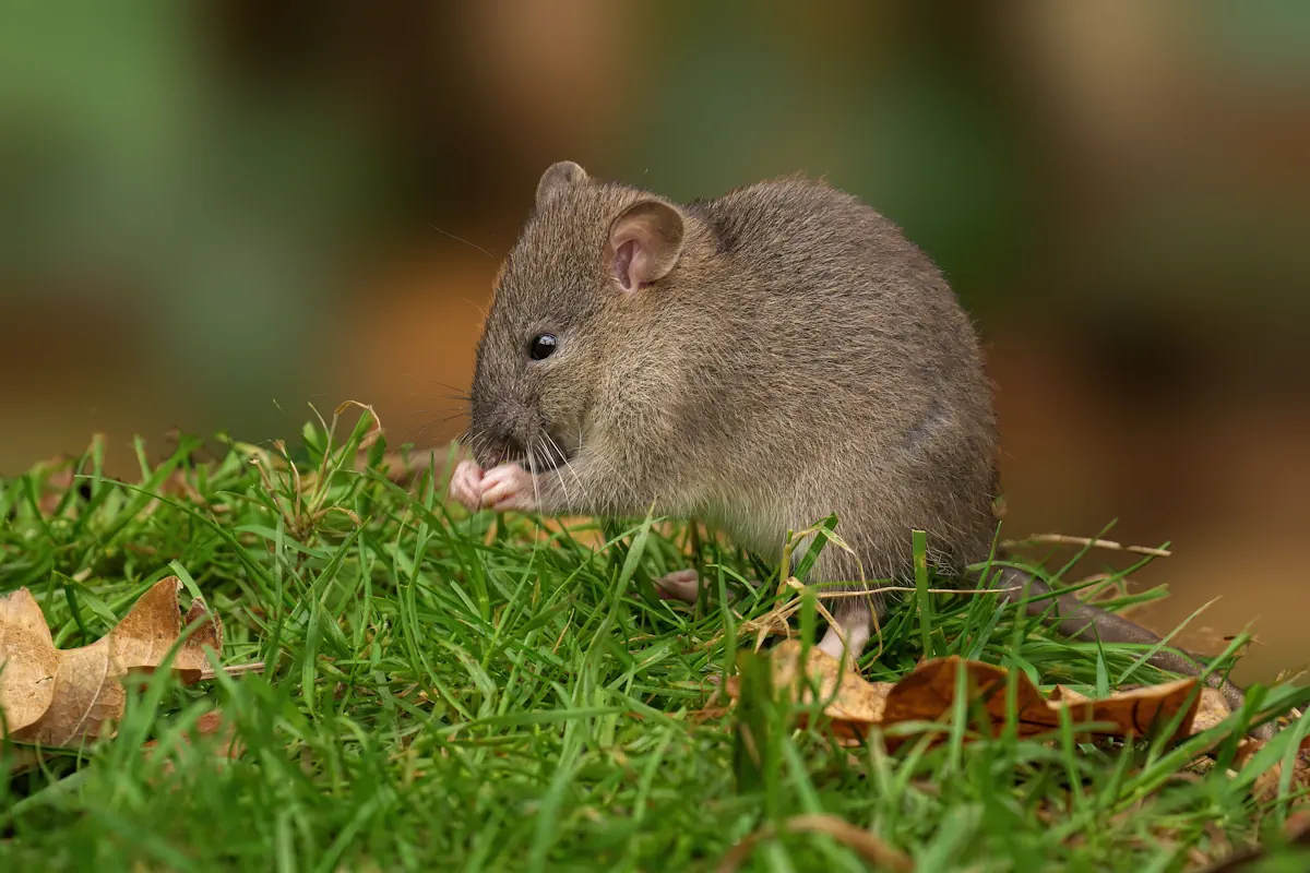 Identifier un lerot : les différences avec souris et loir
